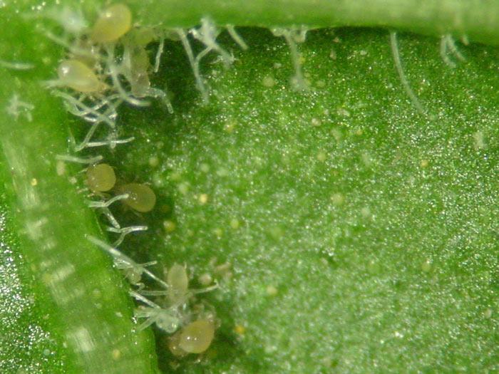 MICRO MITES: What to do to avoid and eliminate them
