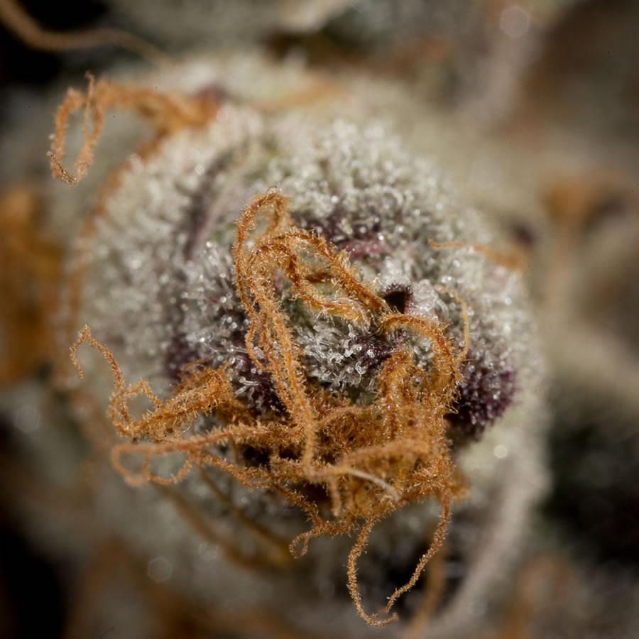 When to harvest cannabis: complete guide to trichomes, pistils, drying ...